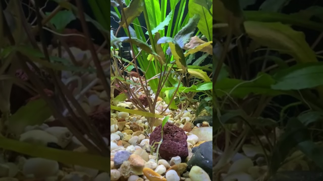 Cryptocoryne Being Cryptocoryne (Crypt Melt) - YouTube
