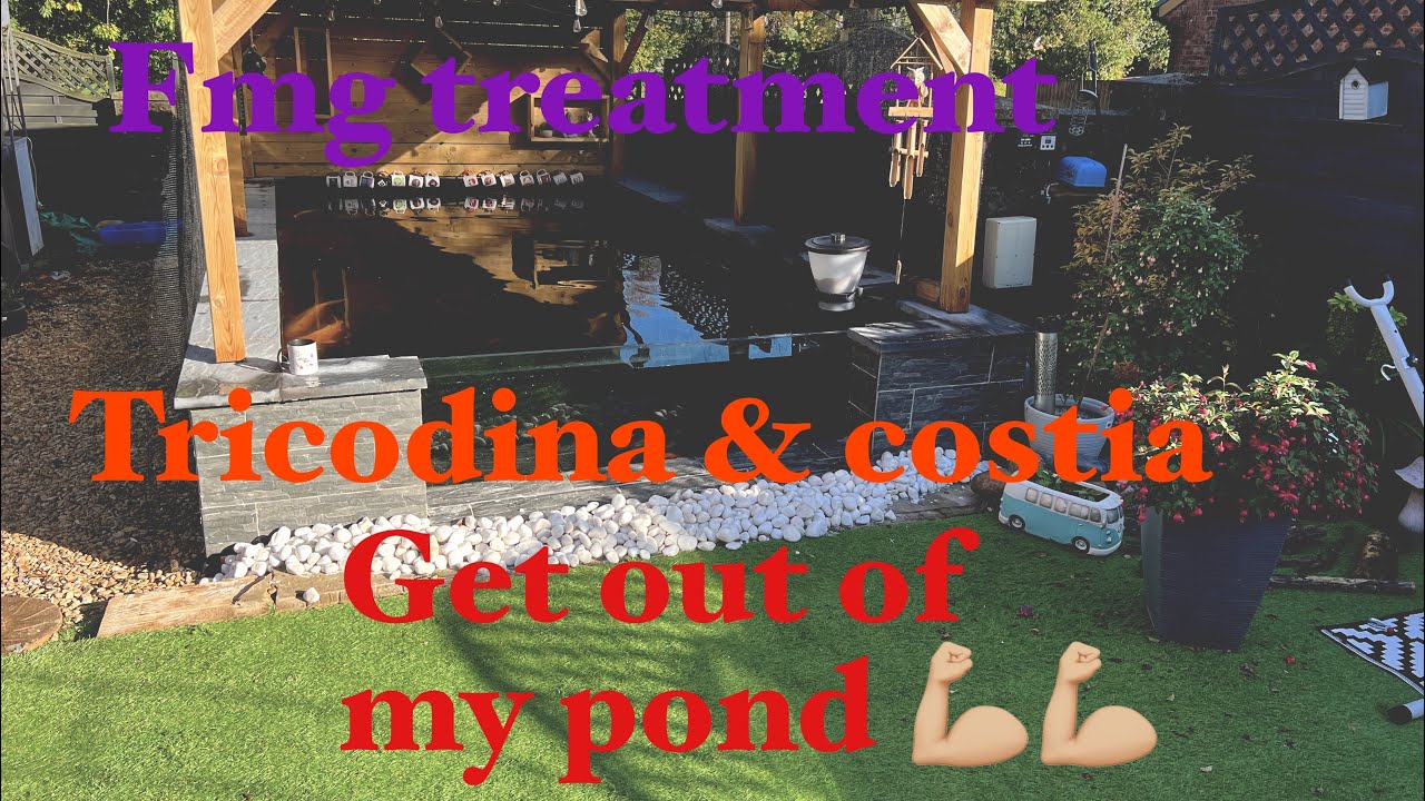 Koi pond help parasites FMG treatment tricodina & Costia wow - YouTube