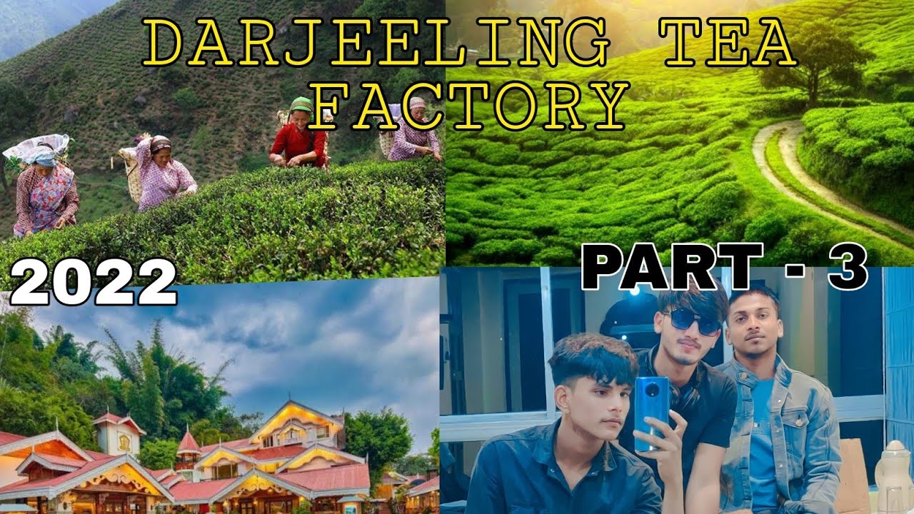 Darjeeling Tea Garden Darjeeling Tea Garden HomeStay Darjeeling Cha ...