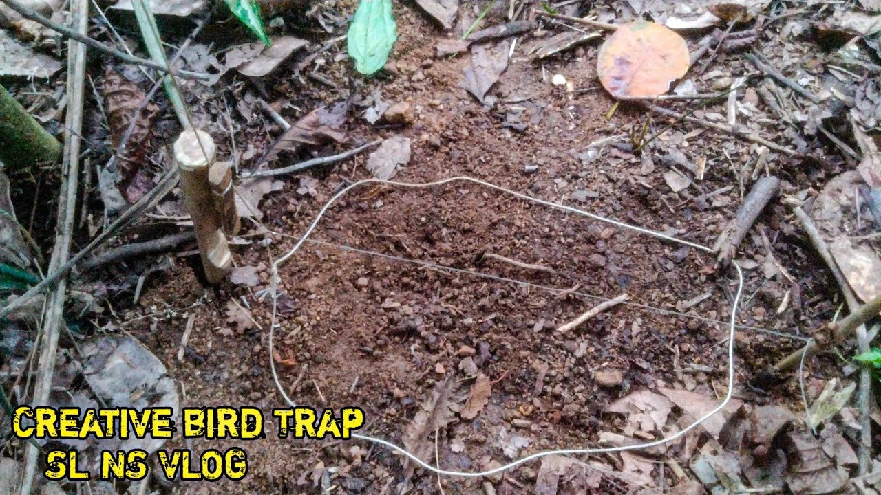 Wild chicken trap so fast so easy 100% work - YouTube