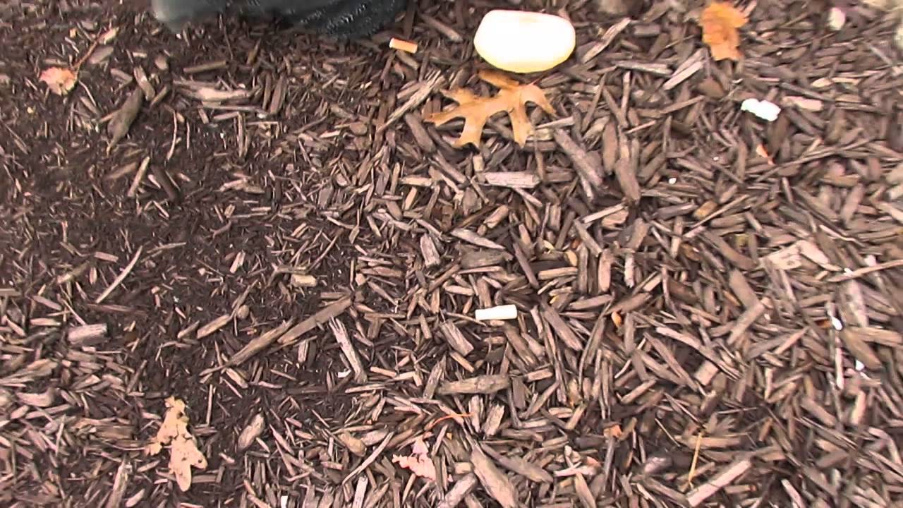 Happy Thanksgiving a.k.a. Turkey in the Hood - YouTube