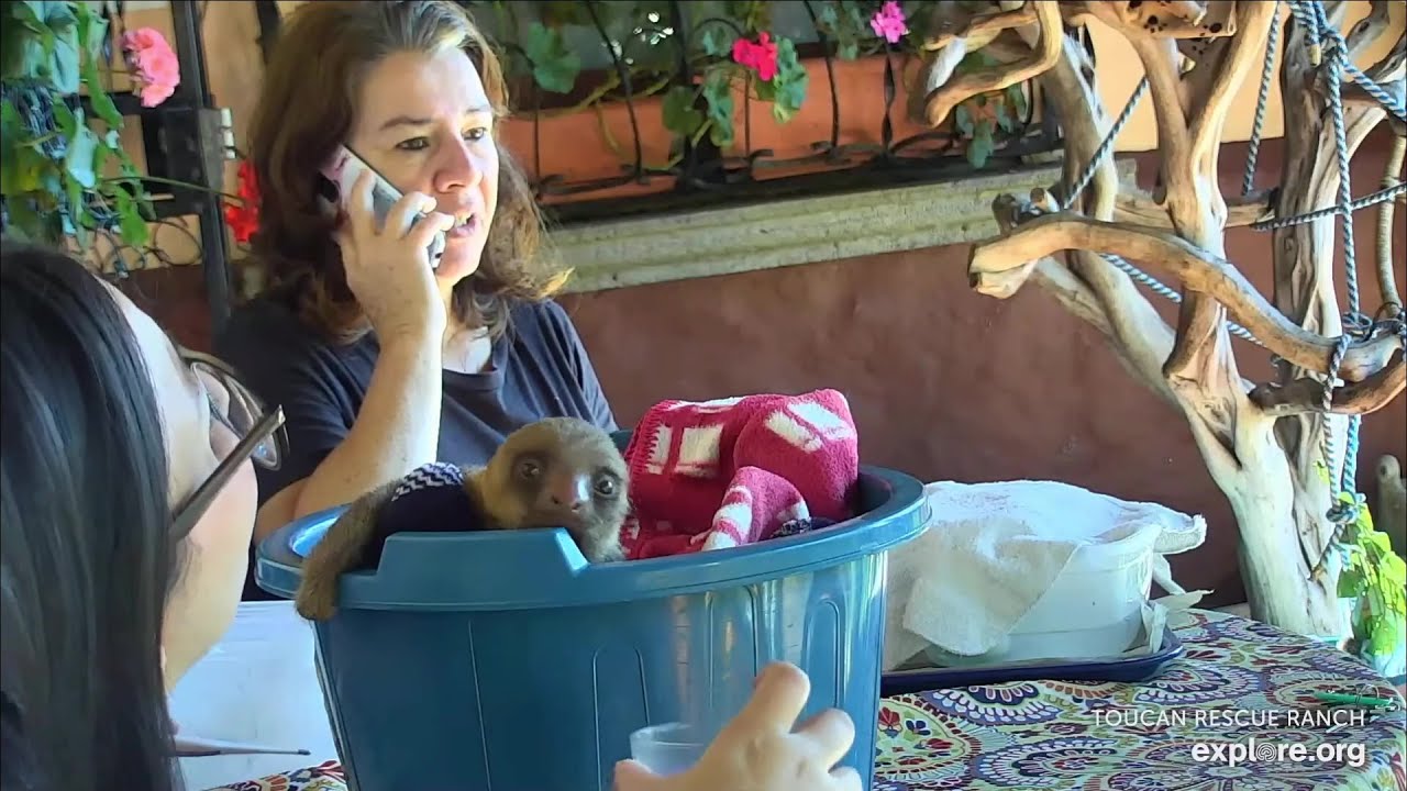 Baby sloth Moose is very excited to eat - 02/09/24 - SlothTV via ...