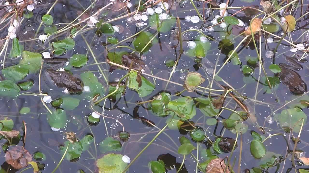 東京のアカガエル もてない4匹 Four loser frogs - YouTube