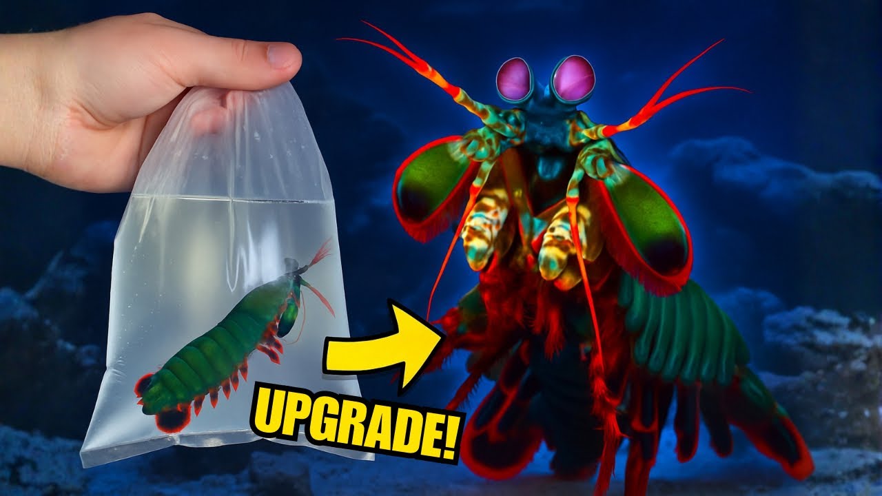 I Gave This Peacock Mantis Shrimp His Dream Tank!! - YouTube