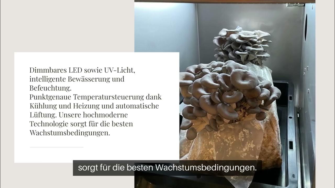 Entdecke die Zukunft des urban farmings mit LUSHROOM - YouTube