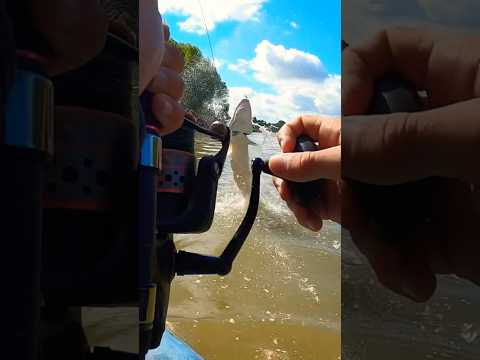 An incredible display of power 🎣🔥 #fishing #garfishing #alligatorgar #gar #dinosaur #shorts