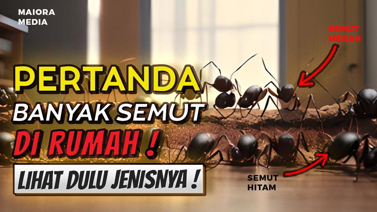 MASYAALLAH Arti Semut Hitam Dan Semut Merah ! Pertanda Banyak Semut Di ...