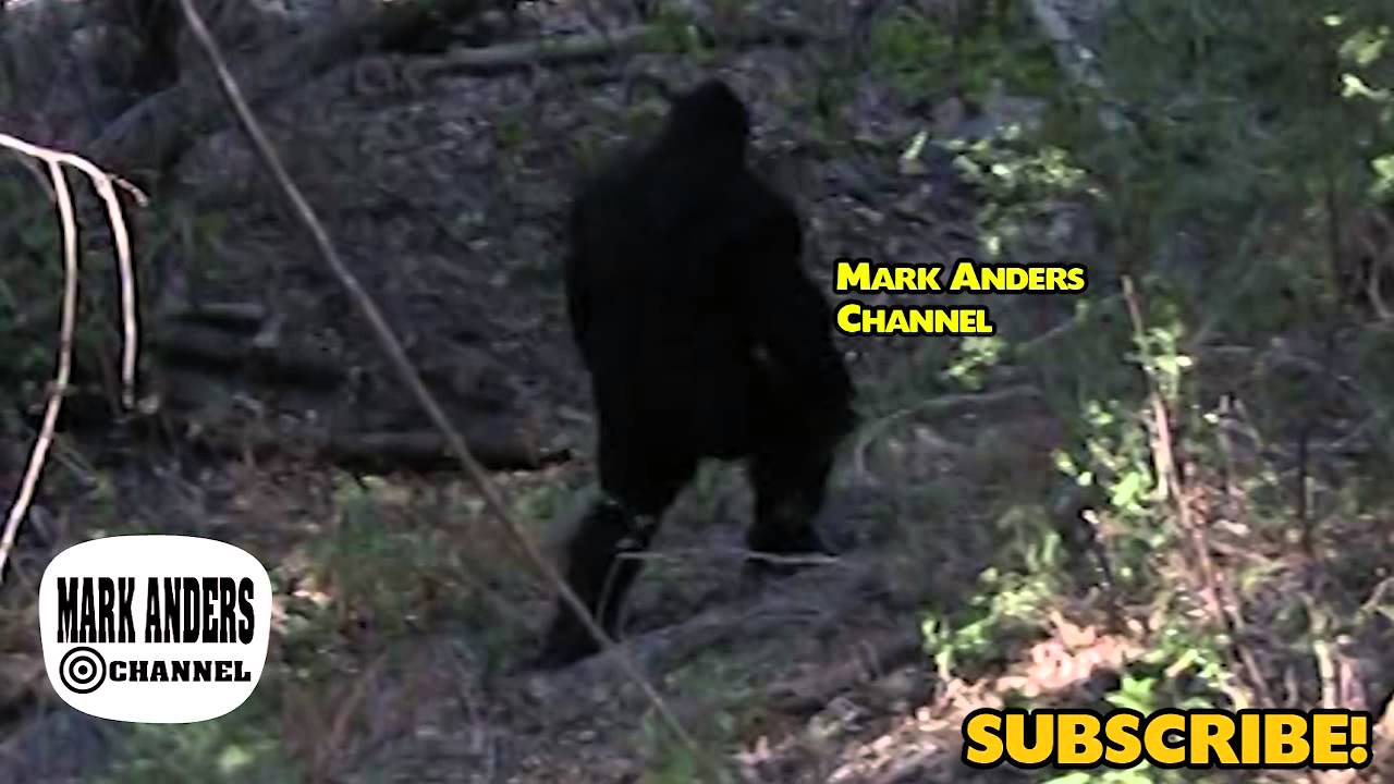 California Sasquatch Bigfoot Powerful Image - YouTube