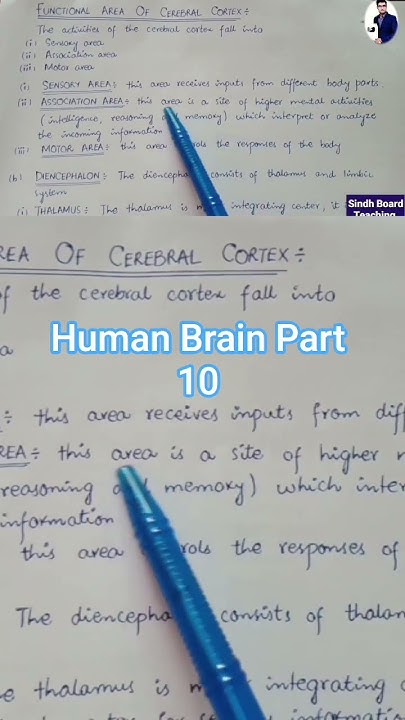 Human Brain Part 10 - YouTube