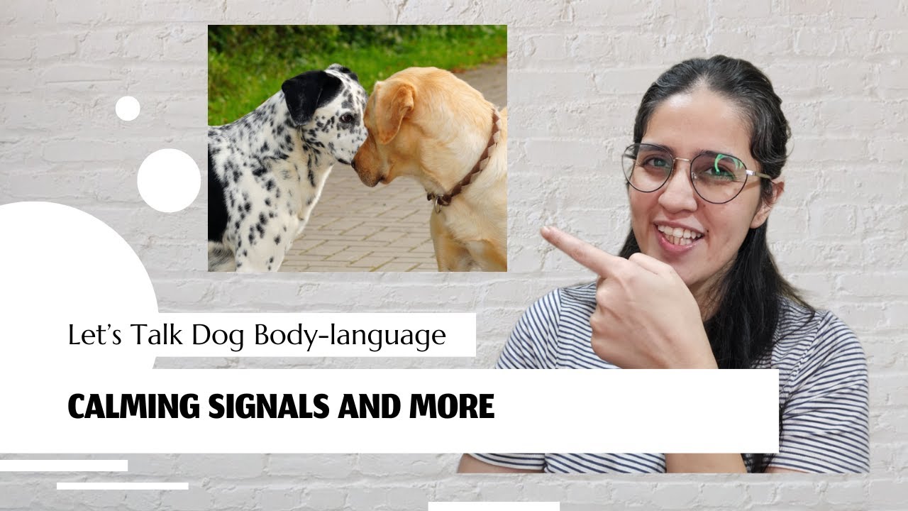 Dog Body Language, Calming Signals and more - YouTube
