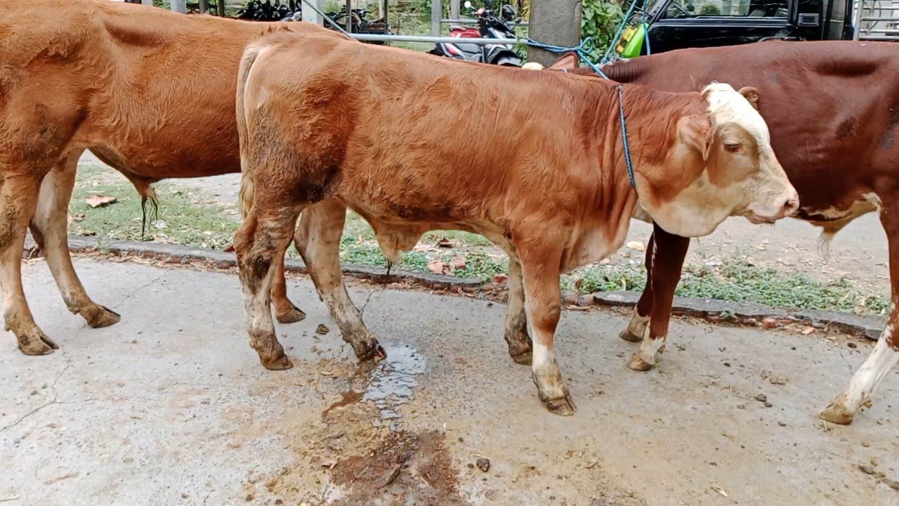Gak Ada Bakul‼️Gak ada yang Laku sapi bakalan jantan dan betina Pasar ...