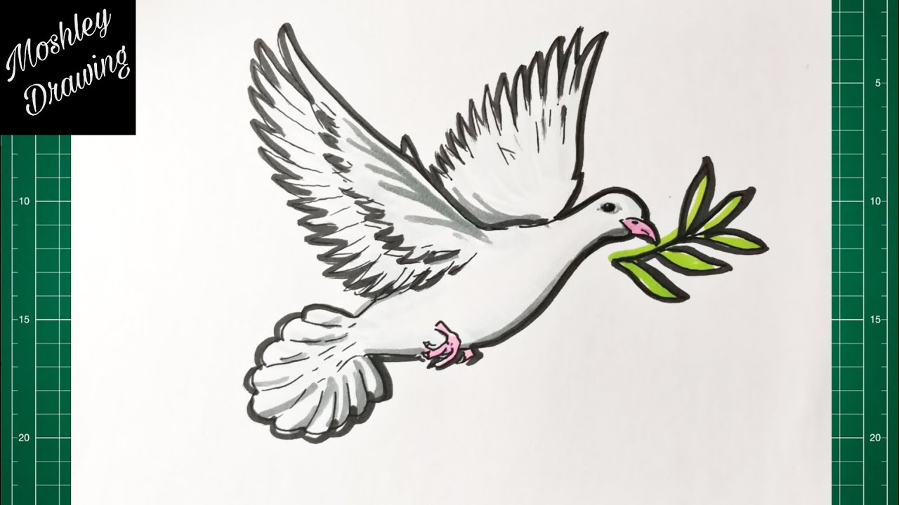 How to Draw a Dove with Olive Branch - YouTube