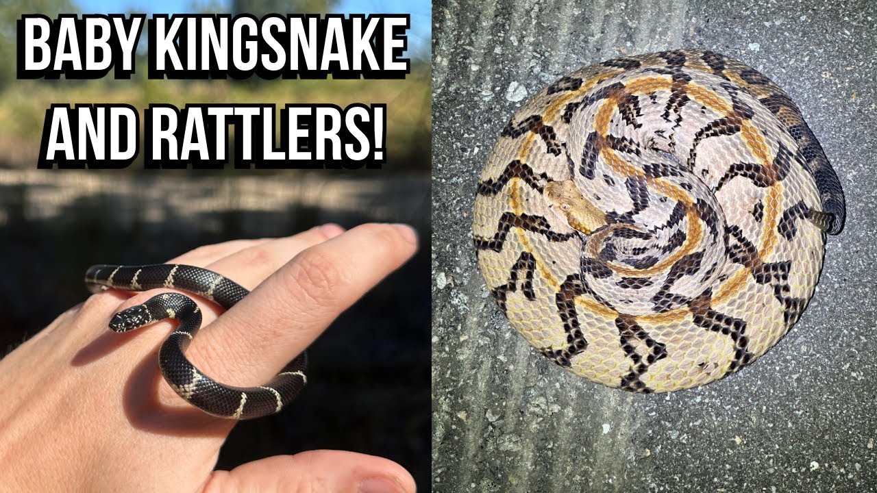 South Georgia Herping in Fall! Baby Kingsnake, Canebrake Rattlesnakes ...