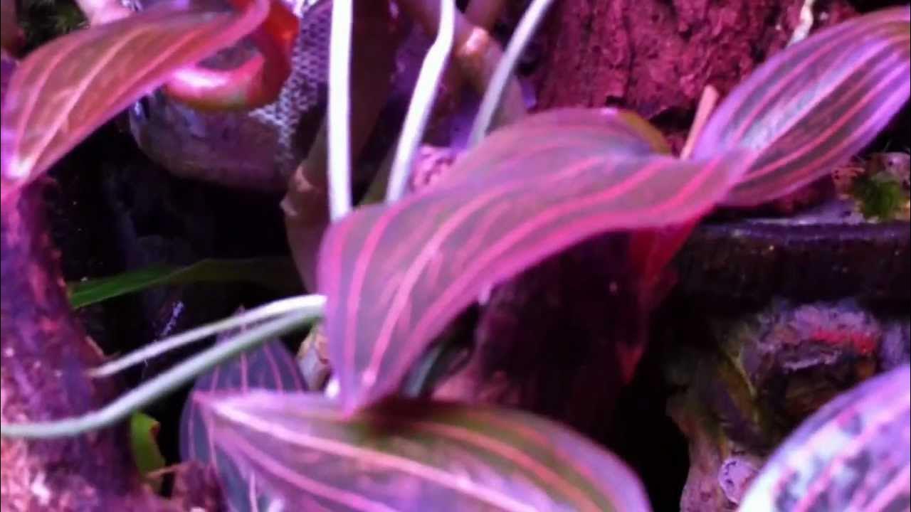 Florárium - YouTube