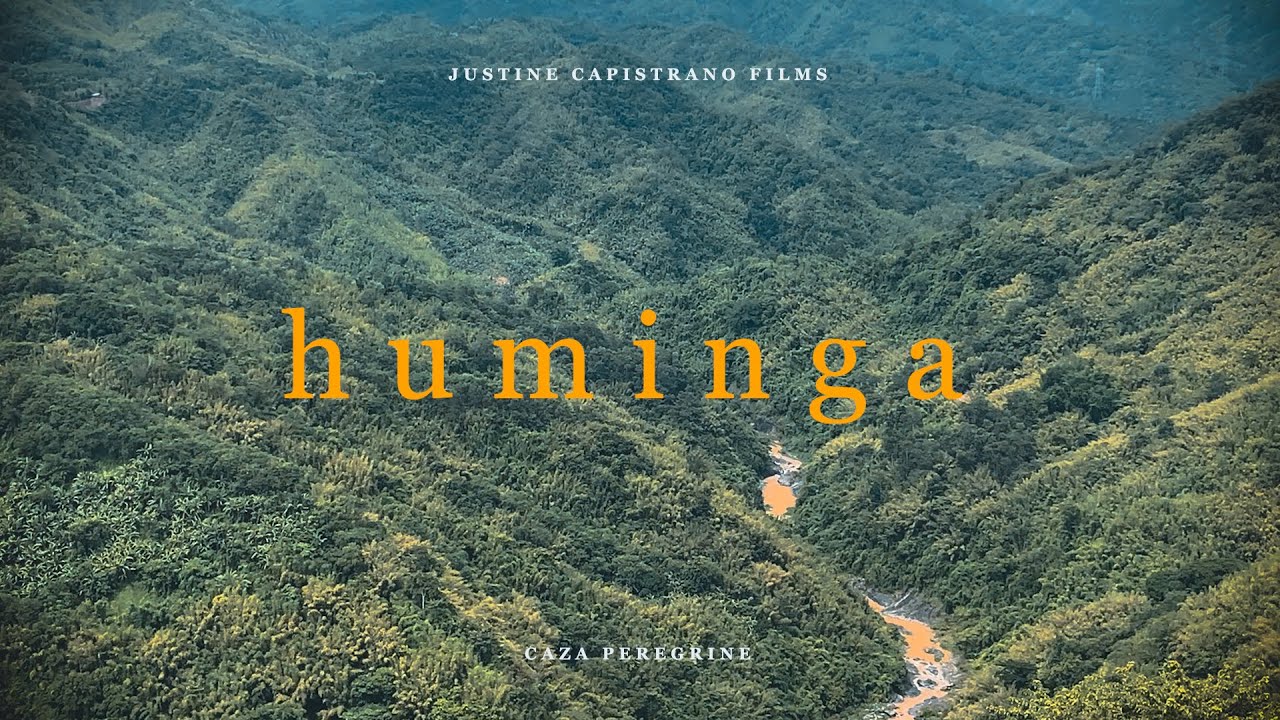 HUMINGA | CAZA PEREGRINE - YouTube