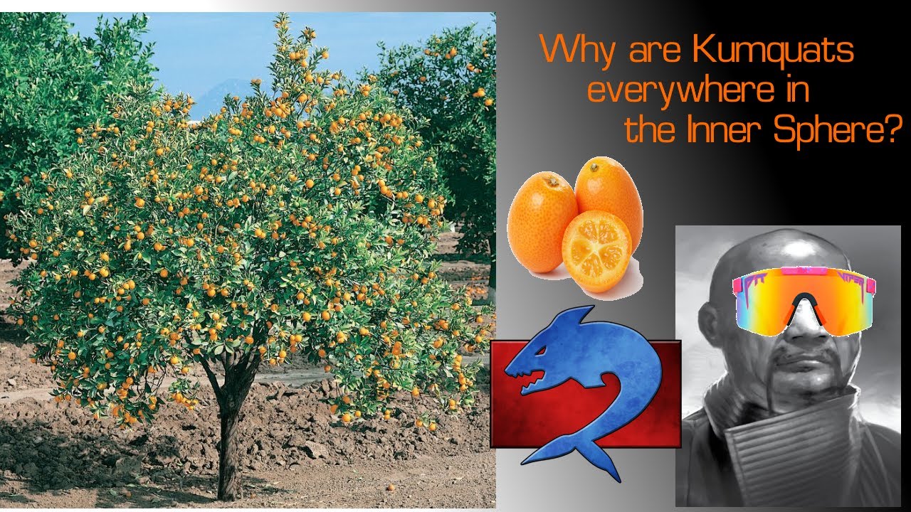 Stefan Amaris's Kumquat, or Why Is This So Common in the Inner Sphere ...