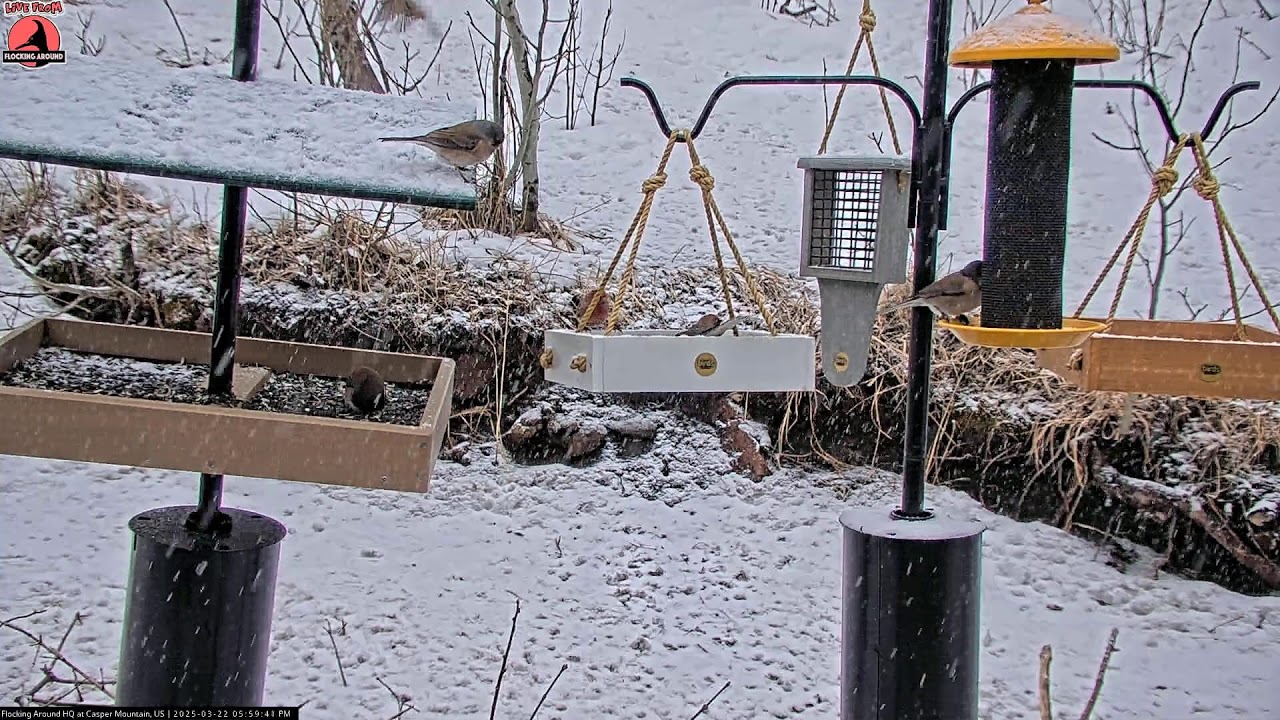 03/22/2025: Backyard Birdwatching Bonanza! Watch the Flocking Around ...