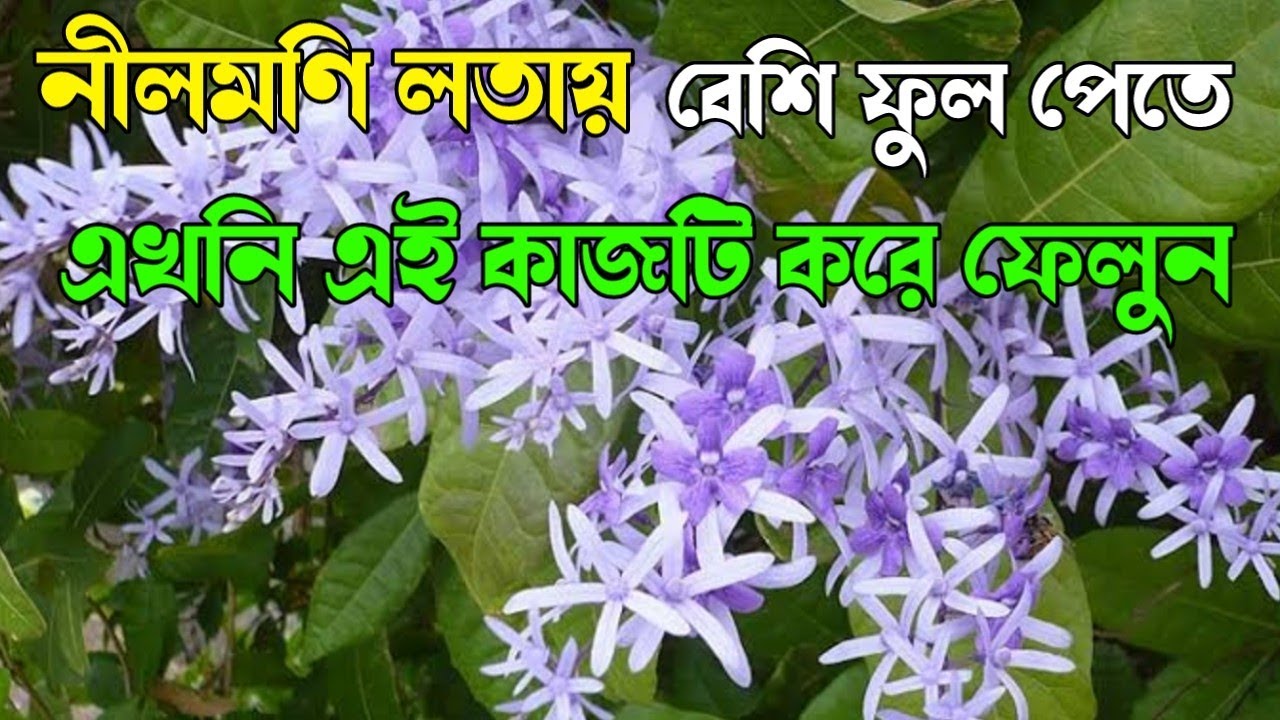 Nilmonilata নীলমণি লতায় বেশি ফুল পেতে হলে এই কাজটি করুন || Gardening ...