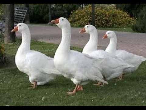 Funky Friday challenge. w/ desktop goose - YouTube