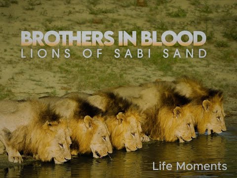 "Lion History" The Evolution of Lionsthe history of fearness, Respect ...