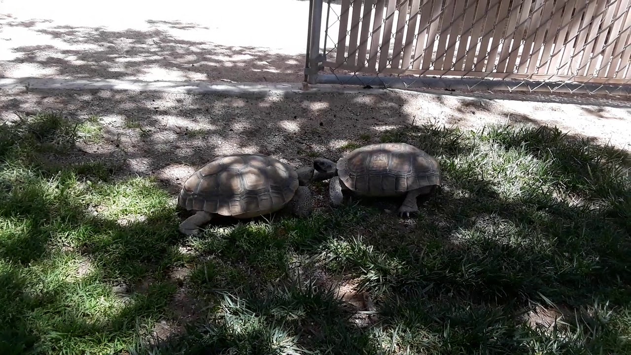 Two Tortoises meeting and head bobbing - YouTube