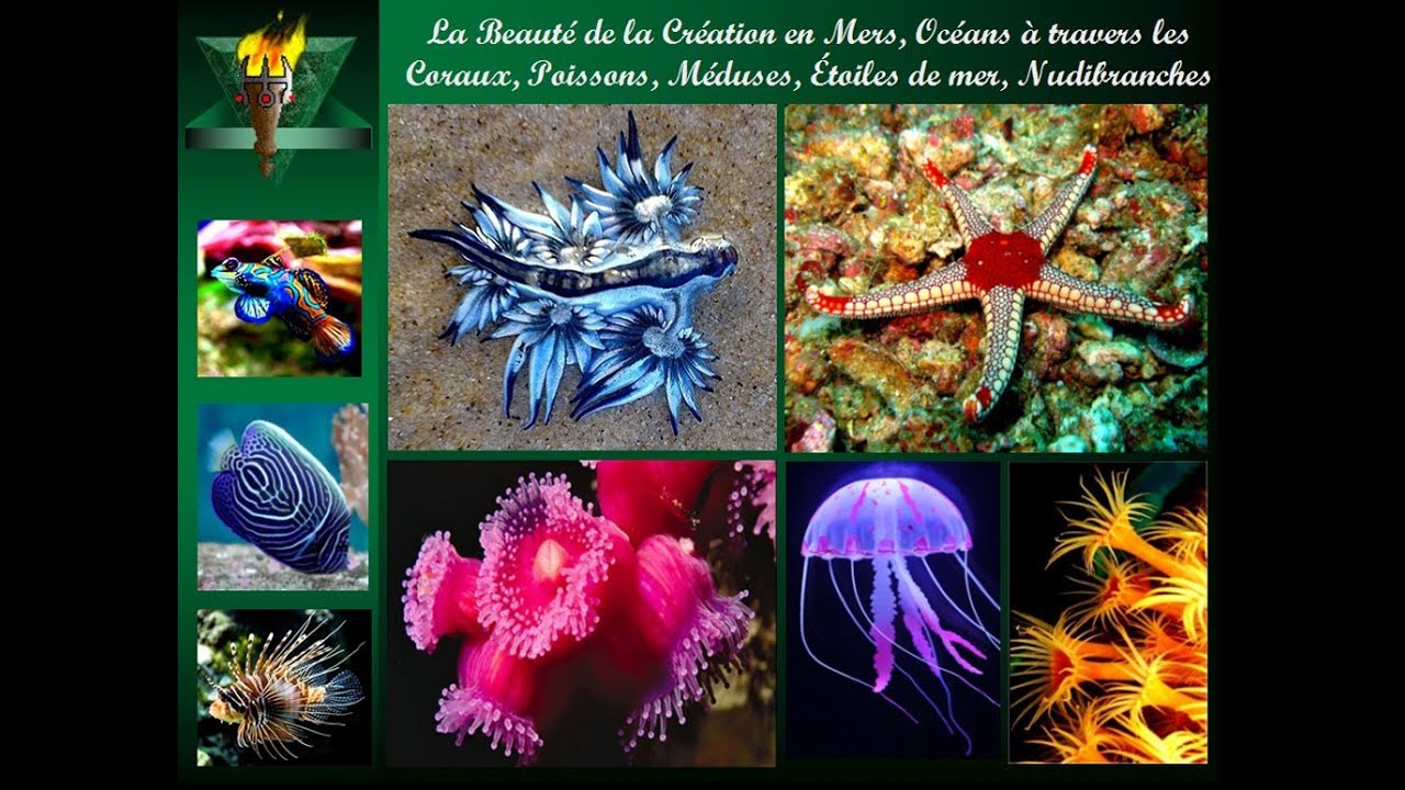 La Beauté de la Création : Mers Océans - YouTube