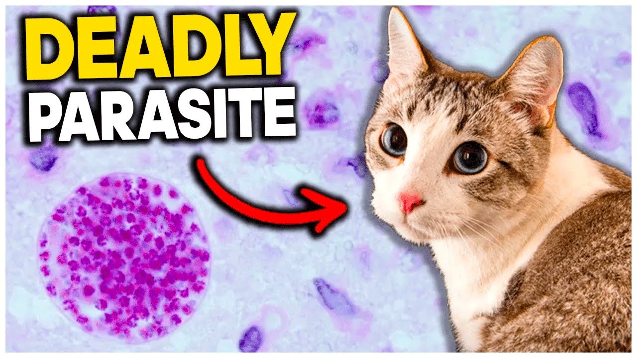 The Brainwashing Cat Parasite. - YouTube