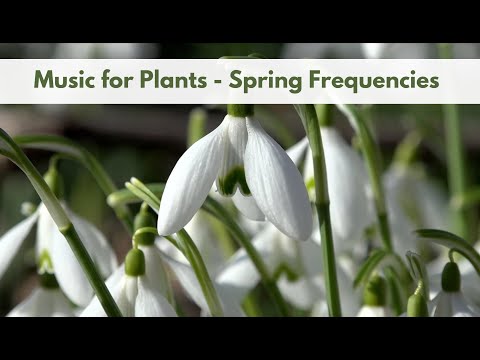 Music to Stimulate Plant Growth with Spring Frequencies