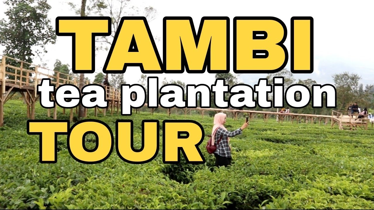 tambi tea plantation tour | central-java indonesia - YouTube