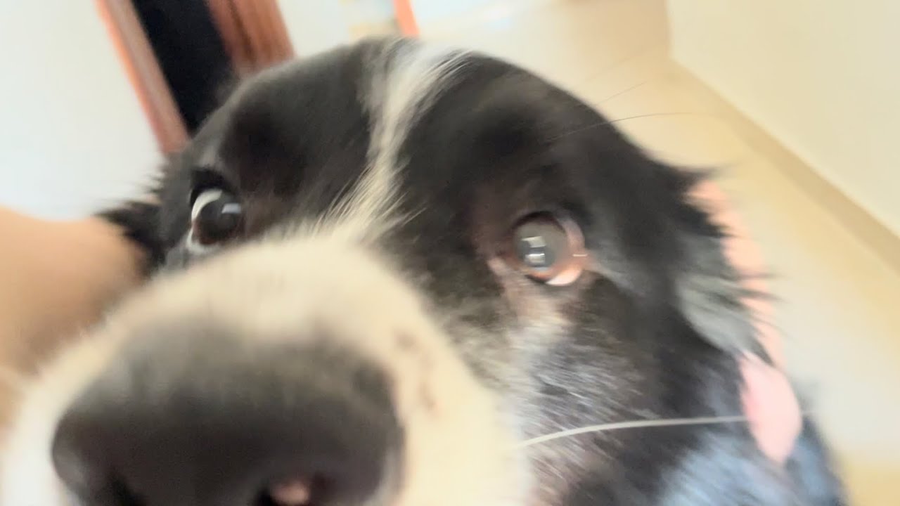 Border Collie Has a Chaotic Moment💗🤭 - YouTube