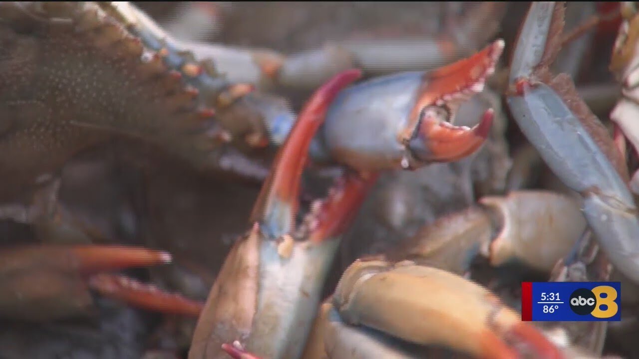 Virginia Marine Resources Commission votes to repeal regulation ...