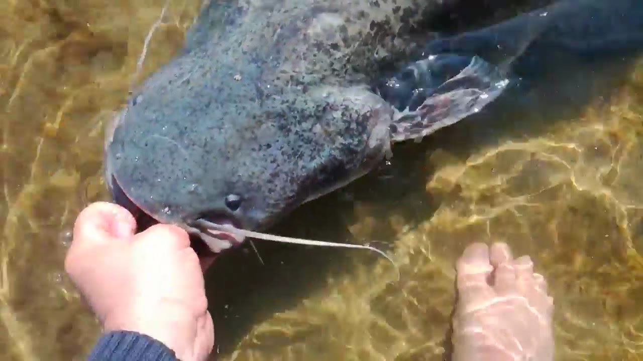 Release Glanus... à la cool - YouTube