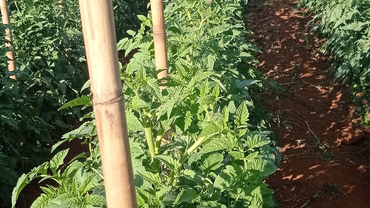 tomate tronus f1 - YouTube