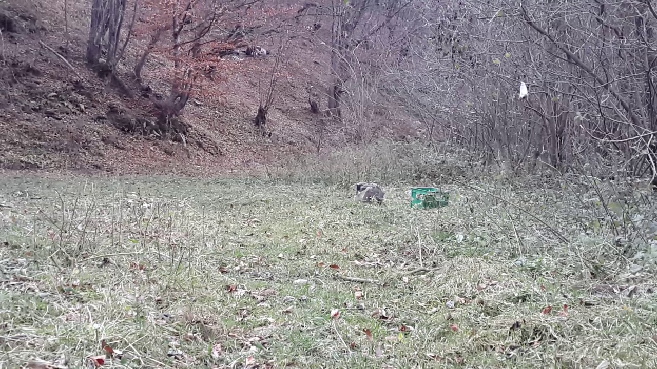 Belgian Malinoa Malinoa Nature Dog Malinoa - YouTube