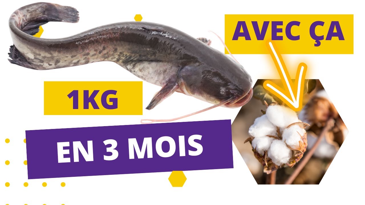 Comment Nourrir Vos Poissons pour Gagner 1KG en 3 Mois Avec Cet ...
