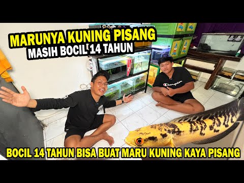 BOCIL 14 TAHUN? BUAT MARU KUNING PISANG DAN LIMBATA JUARA 4 DI KONTES @DEKNA