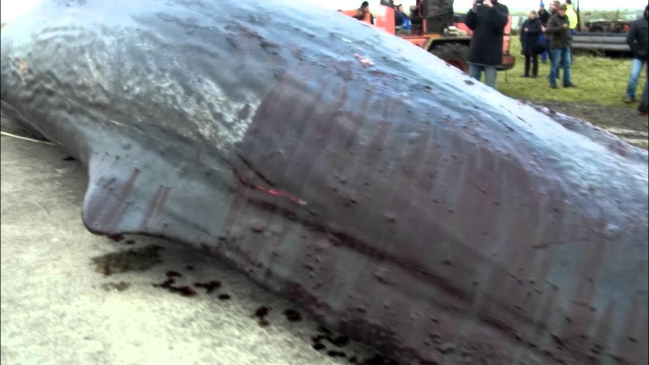 Toter Wal am Meldorfer Hafen - YouTube