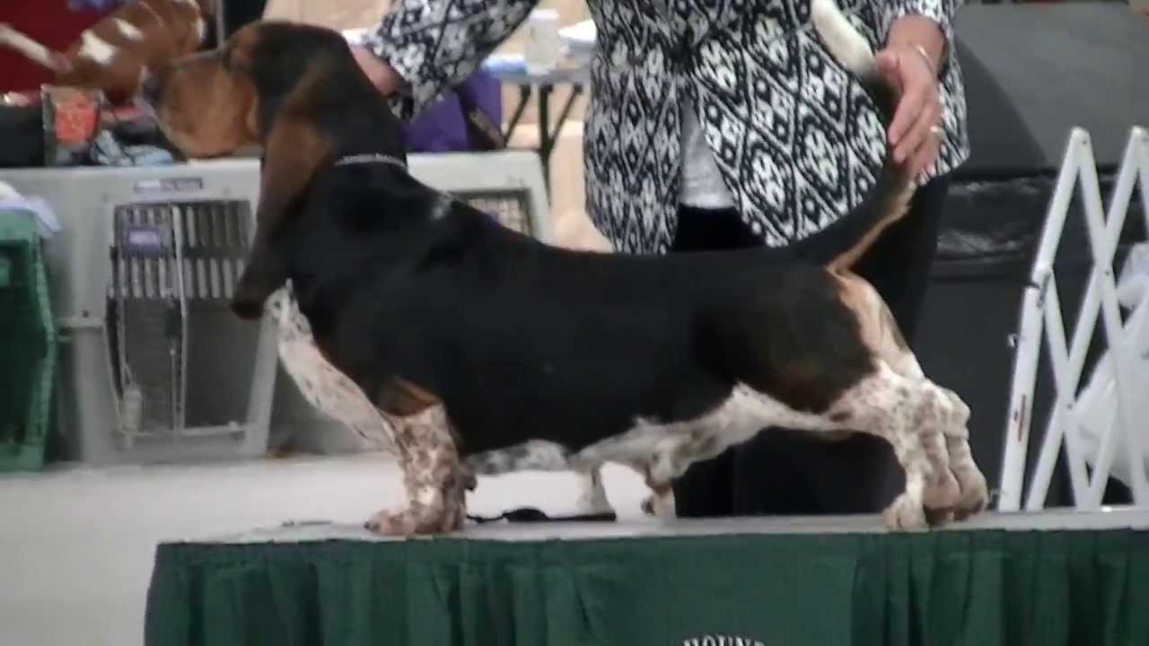 Bassets at Westminster | Basset Hounds Forum