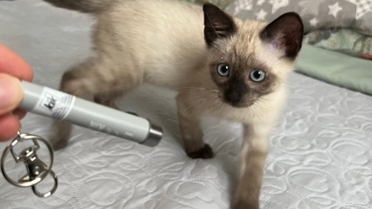Simba the cat was also introduced to the John the Cat toy😍He loves this ...