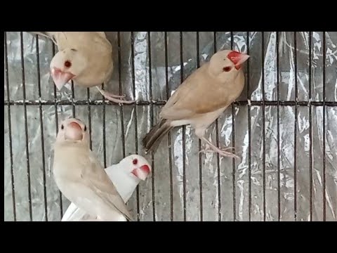 Fawn Jawa and White Java progress/Few chicks ready to perform - YouTube