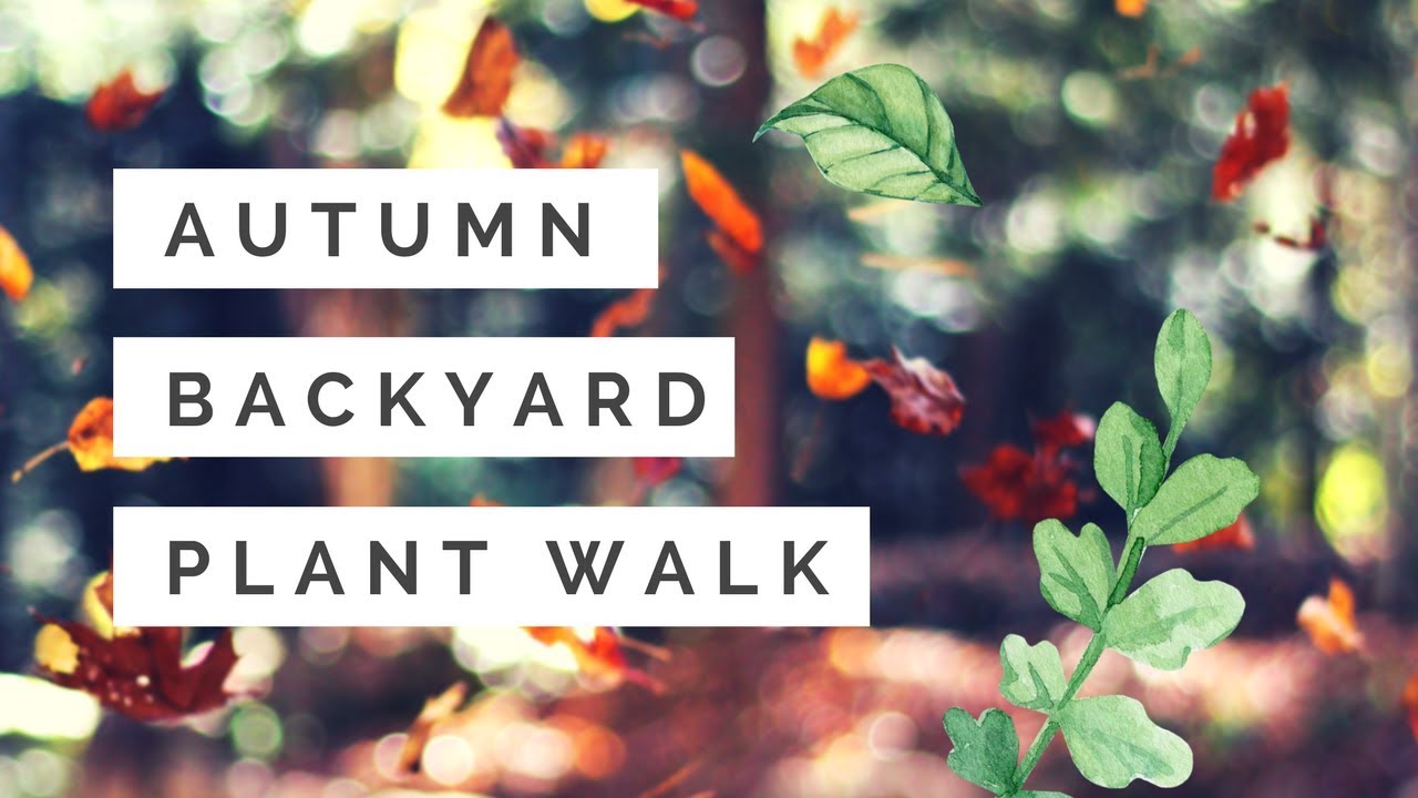 Autumn Backyard Plant Walk in Springfield, MO - with Marqueta Graham ...