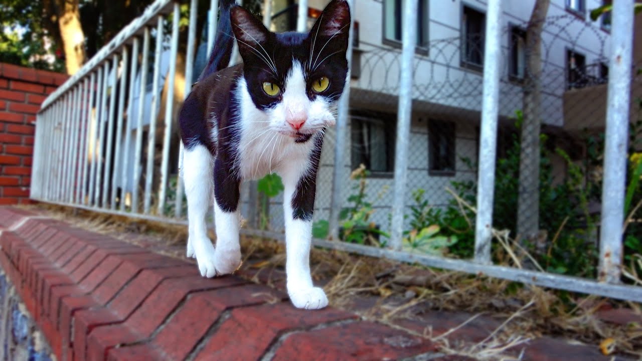leader cat gathers the whole gang and asks for bribe - YouTube