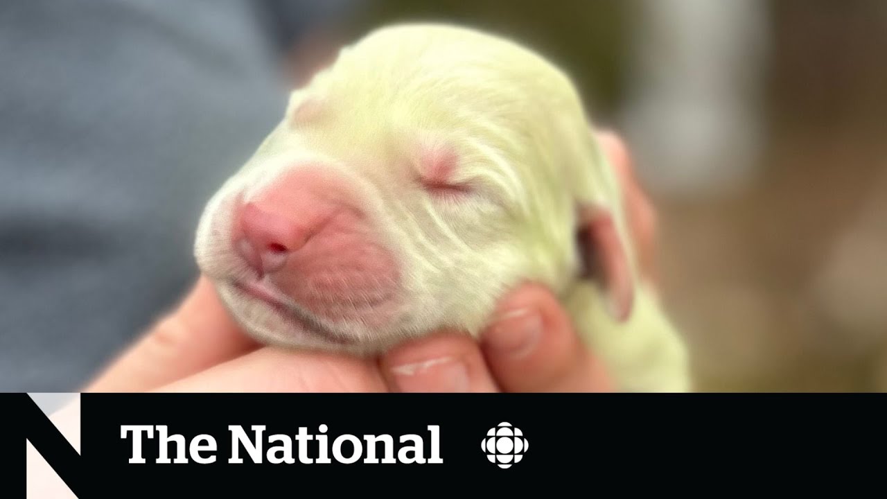 #TheMoment a golden retriever puppy was born with lime green fur - YouTube