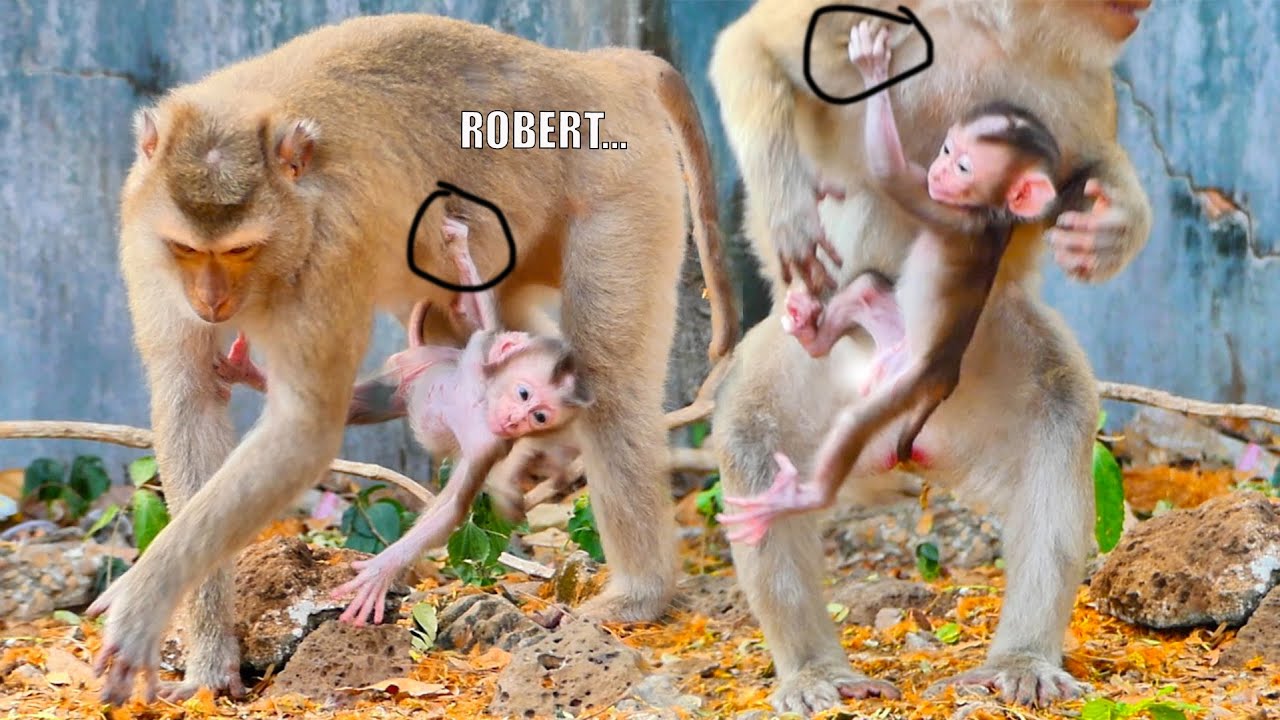 How h-a+rd of a baby-born monkey ROBERT? Young Mum ROBY can't take care ...