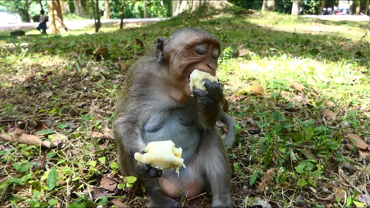 Jinx Using Two Hand Control Her Food Eating So Fast Look Yummy Tasty ...