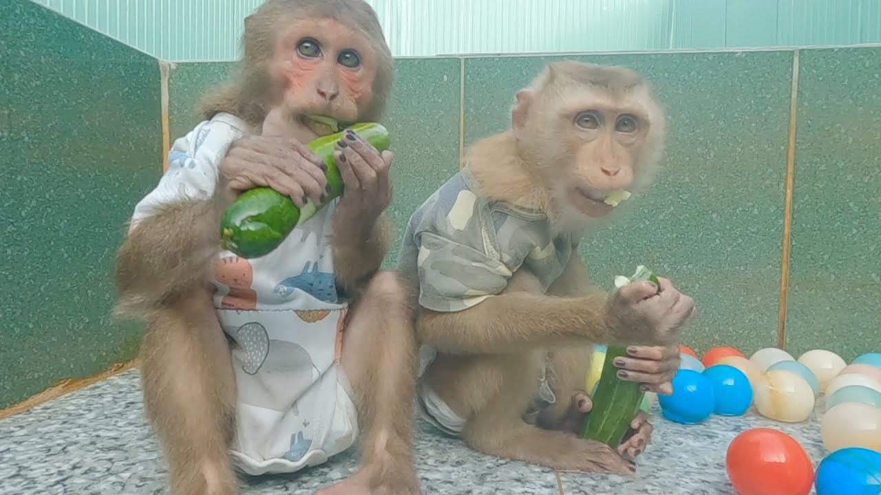 Monkey eating fruit in the pool is super cute - YouTube