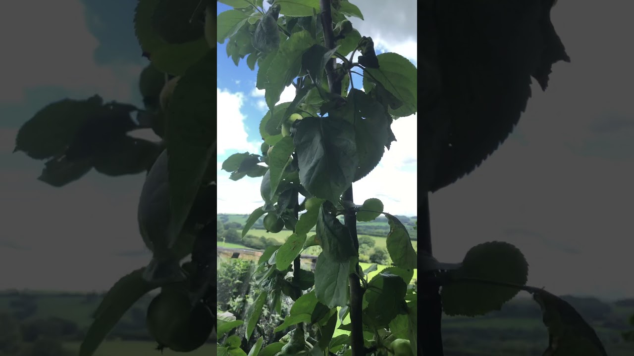 80+ apples on a 2 year old tree - YouTube