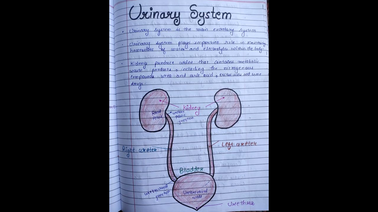 Urinary System Notebooking Paper Science Notebooks Maruman Utöka