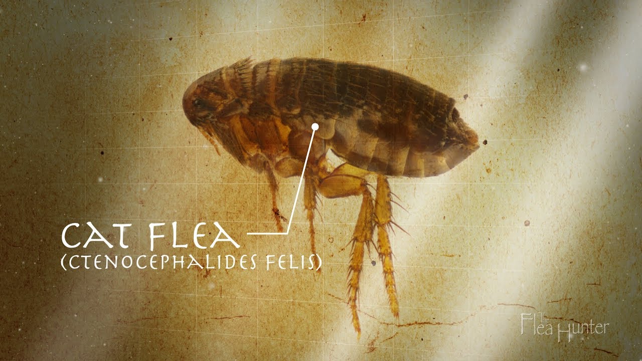 Fleas: what are they and how to control them - YouTube