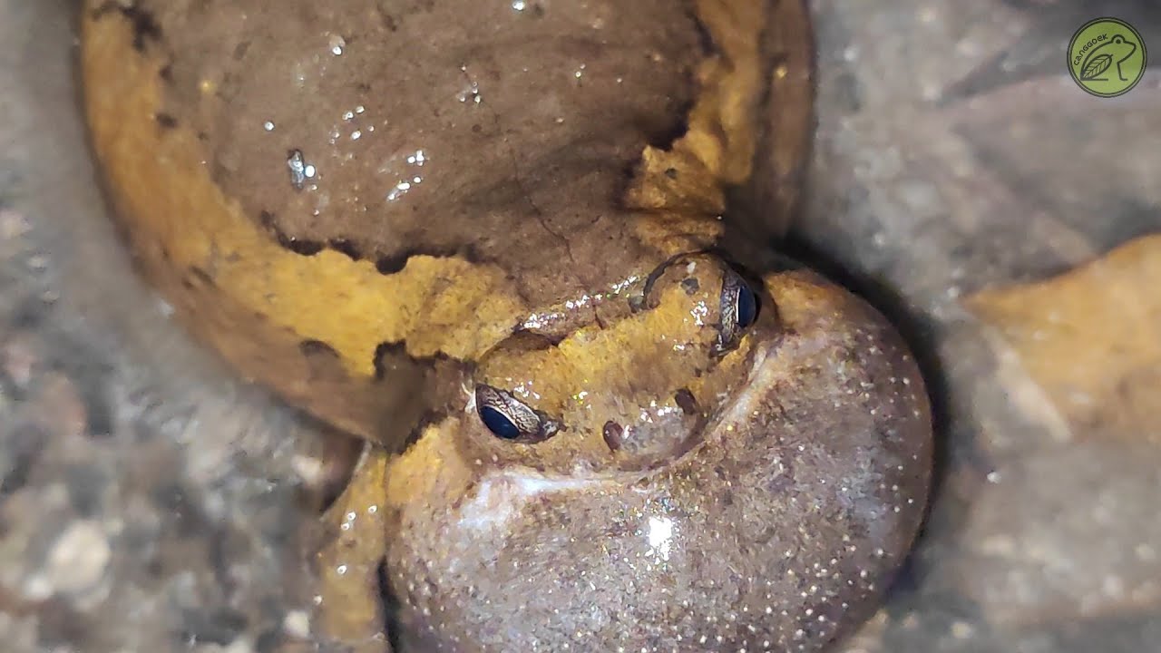 bull frog sound - frog voice calling friends at night - YouTube
